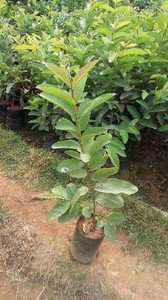 Mohomaya Guava Plant Price in India - Buy Mohomaya Guava Plant online ...