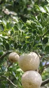 kodbel Wood Apple Plant Price in India - Buy kodbel Wood Apple Plant ...