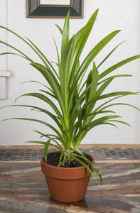 Greenery Nursery Pandanus Plant Price in India - Buy Greenery Nursery ...