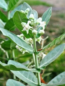 Farmplants Safed Aak Plant Price in India - Buy Farmplants Safed Aak ...