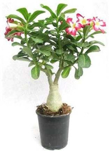 GreensFord Adenium Plant Price in India - Buy GreensFord Adenium Plant ...