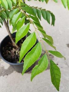 tojo Curry Leaf Plant Price in India - Buy tojo Curry Leaf Plant online ...
