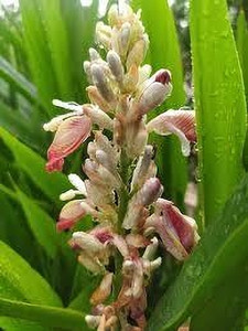 Cloud Farm Elaichi/Cardamom Plant Price in India - Buy Cloud Farm ...