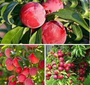 Greenery Nursery Aloo Bukhara/Plum Plant Price in India - Buy Greenery ...