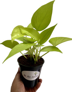 The Four Seasons Pothos Plant Price in India - Buy The Four Seasons ...