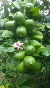 Samarthgreens Lemon Plant Price in India - Buy Samarthgreens Lemon ...