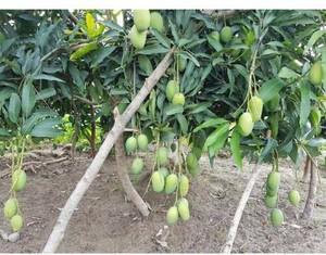 Earth Angels Mango Plant Price in India - Buy Earth Angels Mango Plant ...