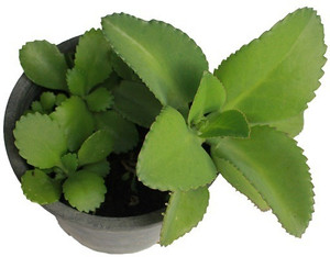 Cloud Farm Bryophyllum Pinnatum/Patharchatta Plant Price in India - Buy ...