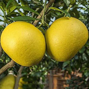 The Green Tree MART Pomelo Plant Price in India - Buy The Green Tree ...