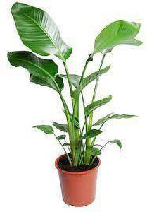 YADRA Banana Plant Price in India - Buy YADRA Banana Plant online at ...