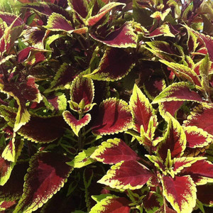 ANUSHKA GREEN BLISS Indian Coleus Plant Price in India - Buy ANUSHKA ...