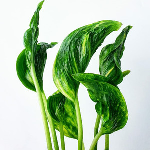 The Four Seasons Pothos Plant Price in India - Buy The Four Seasons ...
