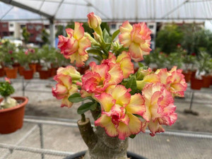 Cloud Farm Adenium Plant Price in India - Buy Cloud Farm Adenium Plant ...
