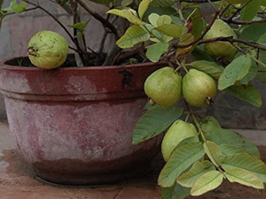 Mohomaya Guava Plant Price in India - Buy Mohomaya Guava Plant online ...