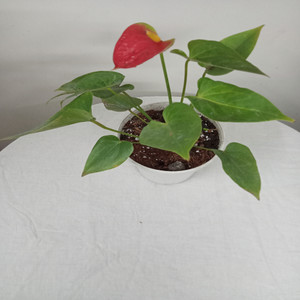 Naba Udoyog Anthurium Plant Price in India - Buy Naba Udoyog Anthurium ...