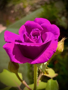 Cloud Farm Baby Sun Rose Variegated Plant Price in India - Buy Cloud ...