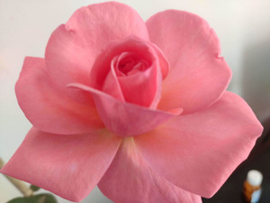 Gulab Rose Plant Price in India - Buy Gulab Rose Plant online at ...