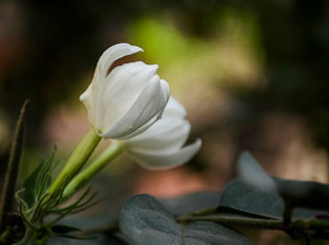 Green view Jasmine Plant Price in India - Buy Green view Jasmine Plant ...