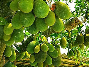 Mohomaya Jackfruit Plant Price in India - Buy Mohomaya Jackfruit Plant ...