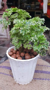 Polyscias fruticosa Rohia Plant Price in India - Buy Polyscias ...