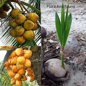 Flora And Fauna Coconut Plant Price in India - Buy Flora And Fauna ...
