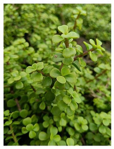Treeicks Jade Plant Price in India - Buy Treeicks Jade Plant online at ...