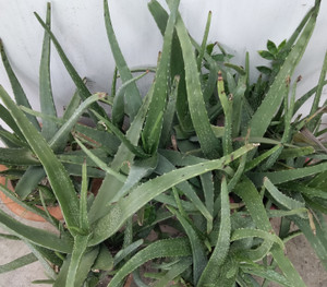 ALOE VERA PLANT Aloe Vera Plant Price in India - Buy ALOE VERA PLANT ...