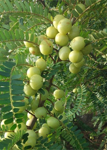Cloud Farm Amla Plant Price in India - Buy Cloud Farm Amla Plant online ...