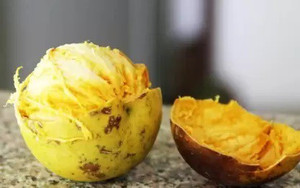 Cloud Farm Bel Plant Price in India - Buy Cloud Farm Bel Plant online ...