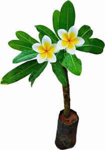 Global Mart Plant Kanak Champa Plant Price in India - Buy Global Mart ...