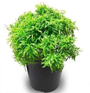 Roy's Fashoin Aralia Plant Price in India - Buy Roy's Fashoin Aralia ...