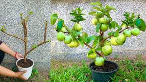 InGreen Guava Plant Price in India - Buy InGreen Guava Plant online at ...