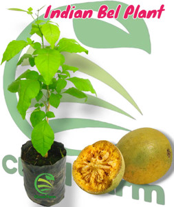 Cloud Farm Bel Plant Price in India - Buy Cloud Farm Bel Plant online ...
