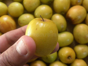 Green tree nursery kashmiri Ber Apple Plant Price in India - Buy Green ...