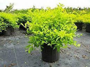 ADANNAYA Hibiscus Plant Price in India - Buy ADANNAYA Hibiscus Plant ...
