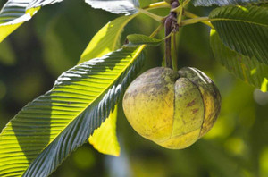 Mohomaya Elephant Creeper plant Price in India - Buy Mohomaya Elephant ...