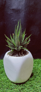 Hari Potter Howarthia Zebra Plant Price in India - Buy Hari Potter ...