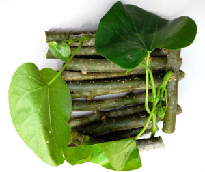 Unikpro Giloy Plant Price in India - Buy Unikpro Giloy Plant online at ...