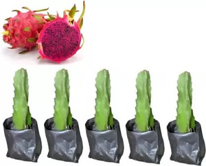 Sharmin Enterprise Dragon Tree Price in India - Buy Sharmin Enterprise ...