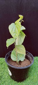 Hari Potter Betel Leaf Plant Price in India - Buy Hari Potter Betel ...