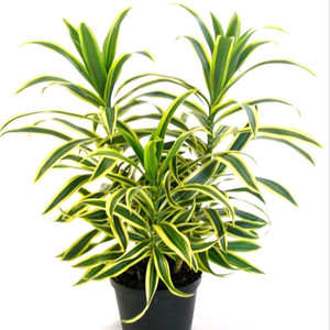 DRESINA Dracaena Plant Price in India - Buy DRESINA Dracaena Plant ...