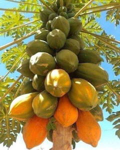 tojo Papaya Plant Price in India - Buy tojo Papaya Plant online at ...