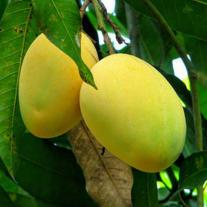 Exotica Fajri Kalan Mango Plant Price in India - Buy Exotica Fajri ...