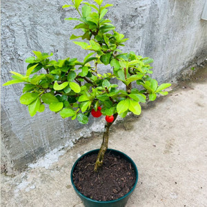 minatigreenhouse Cherry Fruit Plant Price in India - Buy ...