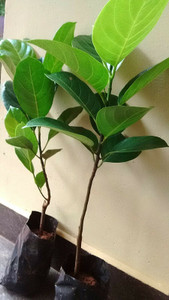 Sundhi Jackfruit Plant Price in India - Buy Sundhi Jackfruit Plant ...