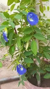 Cloud Farm Aparajita/ Butterfly Pea Plant Price in India - Buy Cloud ...