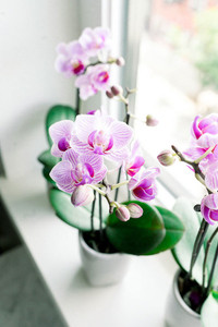 INDRA GARDENS Lily Plant Price in India - Buy INDRA GARDENS Lily Plant ...