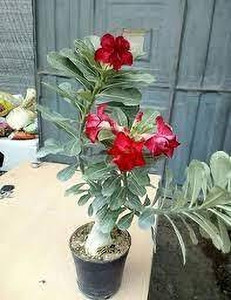 Cloud Farm Adenium Plant Price in India - Buy Cloud Farm Adenium Plant ...
