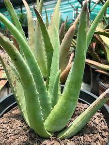 MAQINPLANTHOUSE Aloe Vera Plant Price in India - Buy MAQINPLANTHOUSE ...
