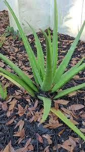Cloud Farm Aloe Vera Plant Price in India - Buy Cloud Farm Aloe Vera ...